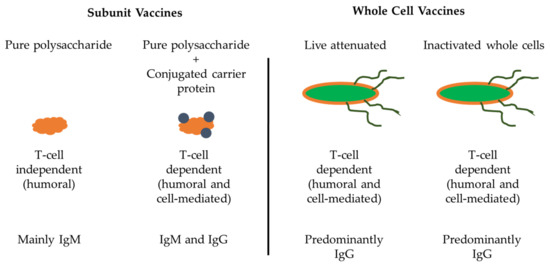 Polysaccharide Vaccines: A Perspective on Non-Typhoidal Salmonella