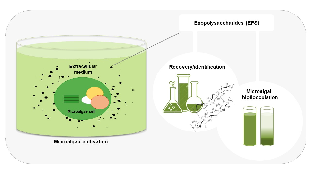 Polysaccharides | Free Full-Text | Recent Advances of Microalgae Exopolysaccharides for ...