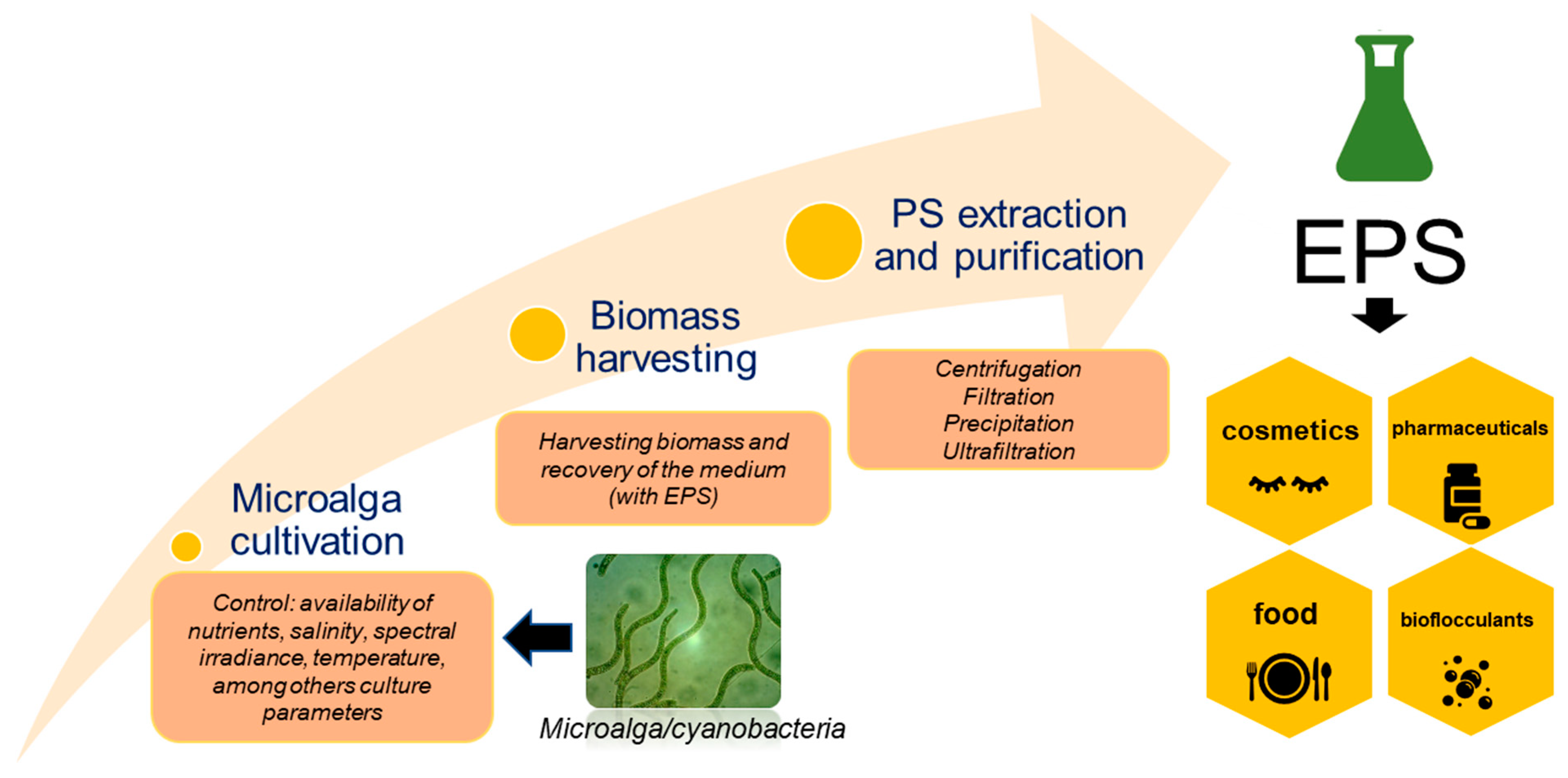 Algal Polysaccharides-Based Nanomaterials: General Aspects and ...