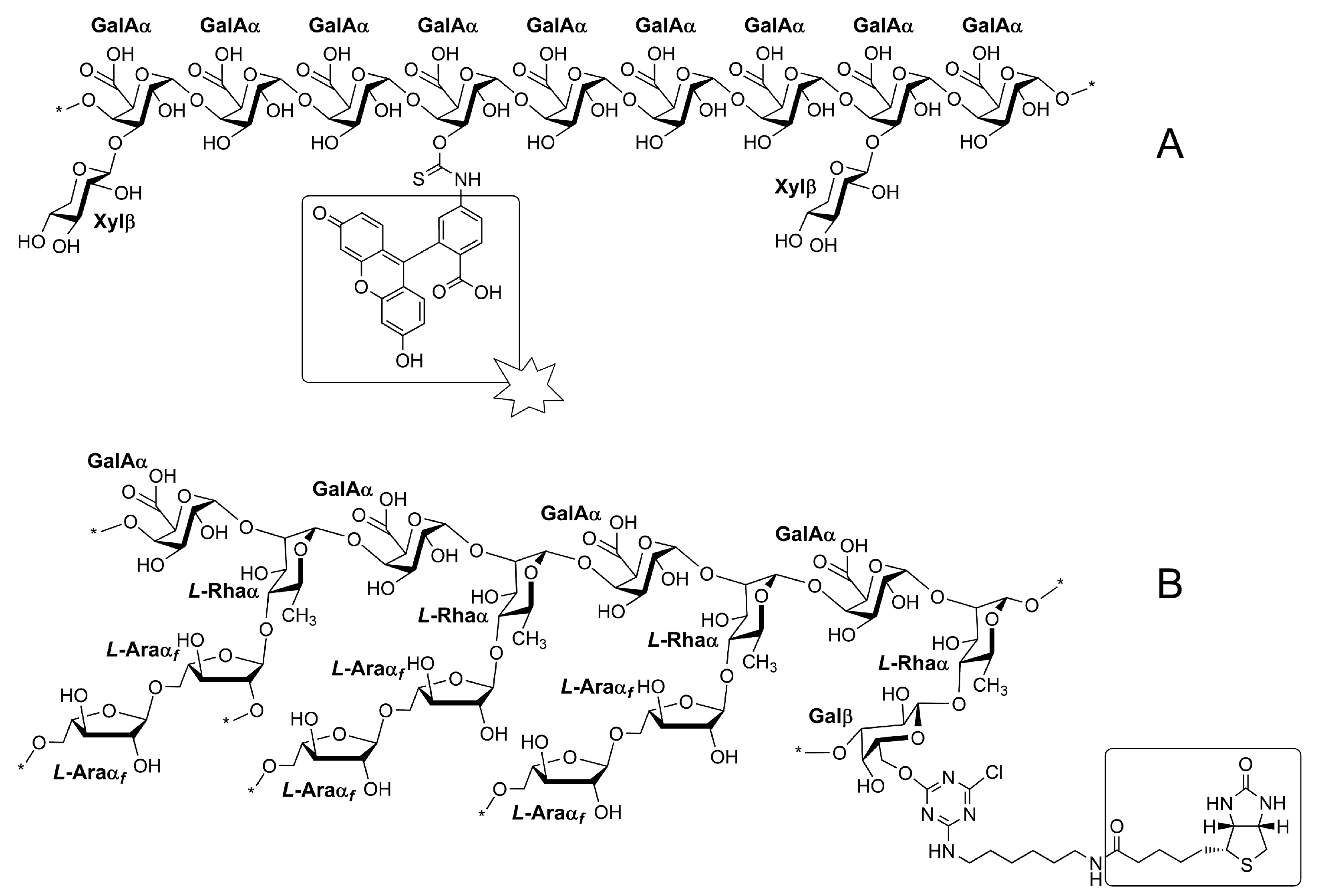 Labeling of Polysaccharides with Biotin and Fluorescent Dyes