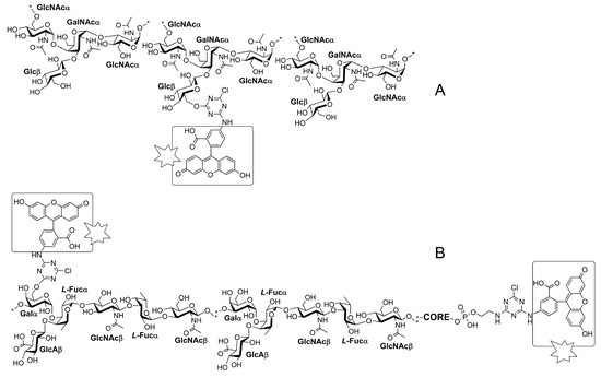 Labeling of Polysaccharides with Biotin and Fluorescent Dyes