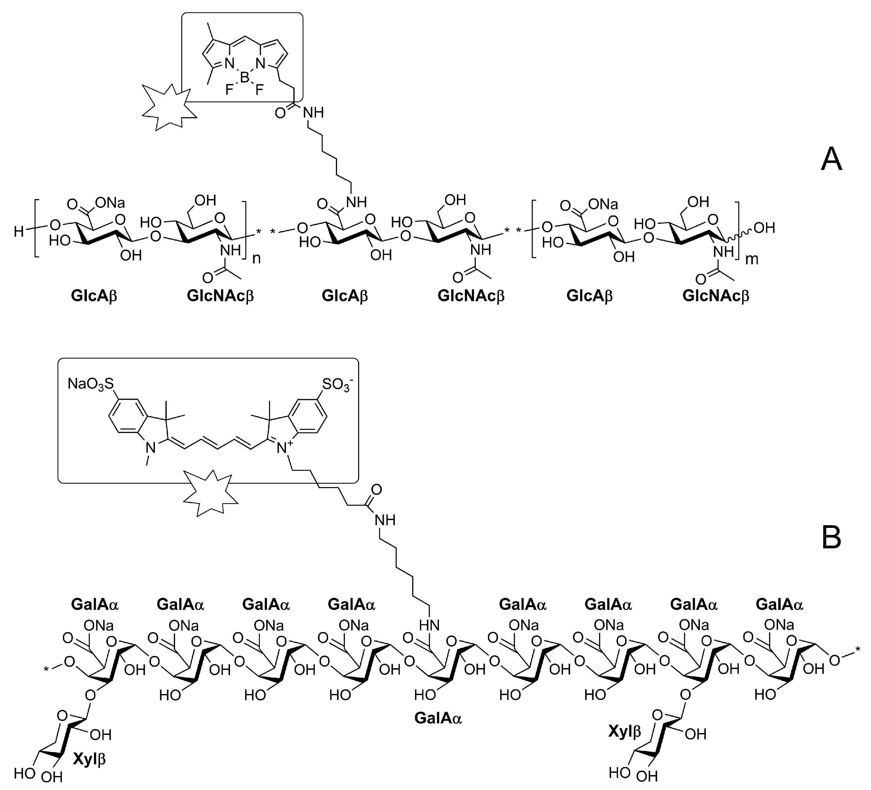 Labeling of Polysaccharides with Biotin and Fluorescent Dyes