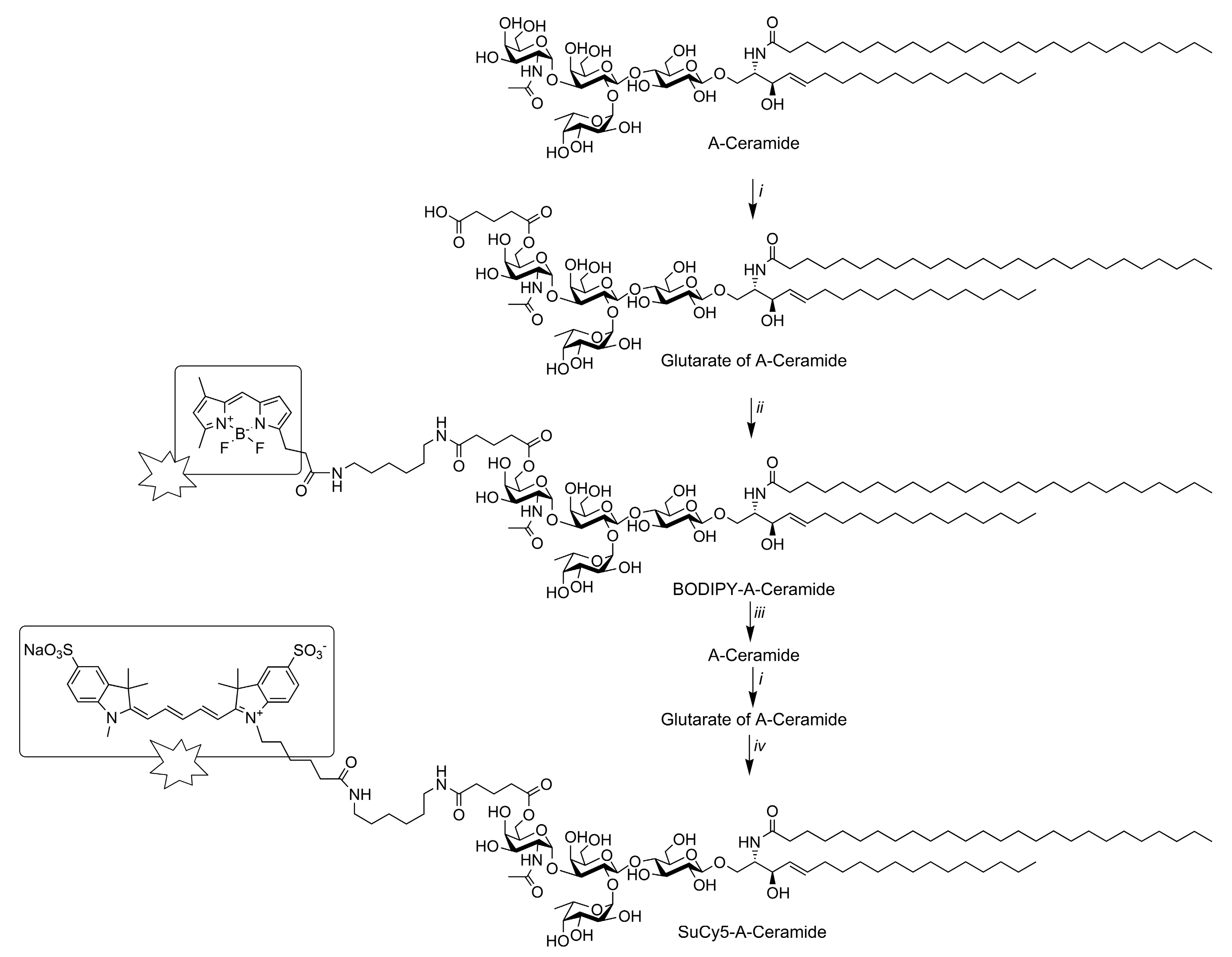 Labeling of Polysaccharides with Biotin and Fluorescent Dyes