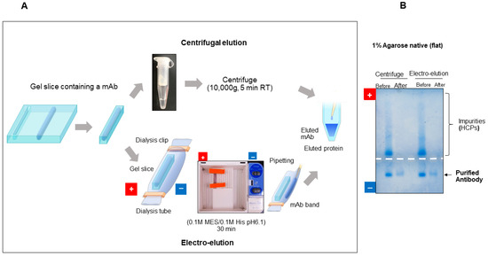 Polysaccharide as a Separation Medium for Gel Electrophoresis