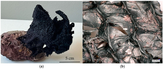 The Chitinous Skeleton of Ianthella basta Marine Demosponge as a ...