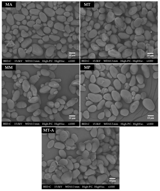 Physicochemical, Structural, Thermal, and Rheological Properties of Mango Seed Starch from Five ...