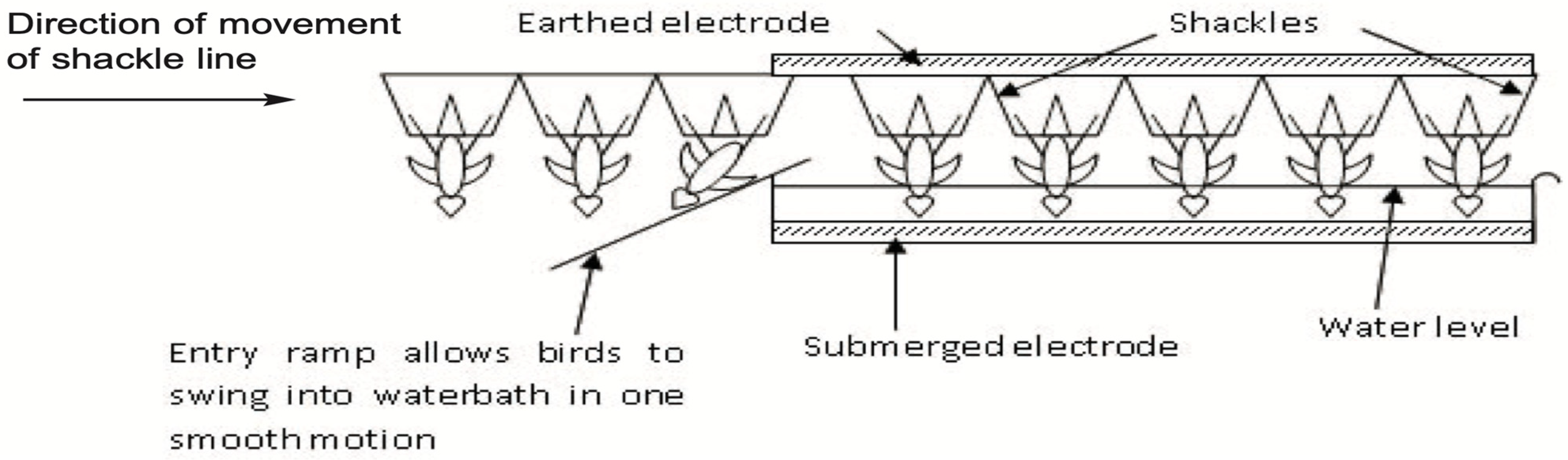 Poultry Welfare at Slaughter