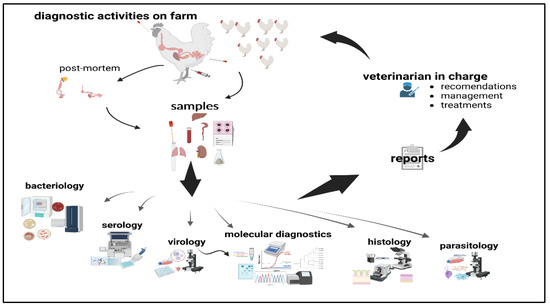 Diagnosing Infectious Diseases in Poultry Requires a Holistic Approach ...