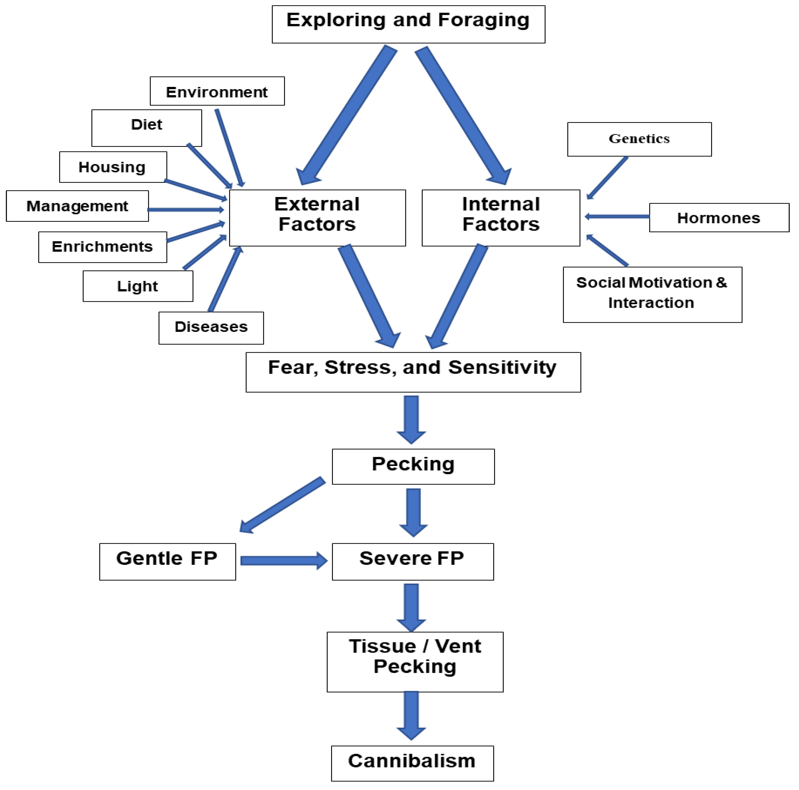 Effective Strategies for Mitigating Feather Pecking and Cannibalism in Cage-Free W-36 Pullets