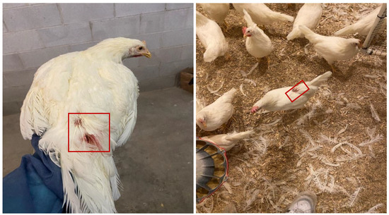 Effective Strategies for Mitigating Feather Pecking and Cannibalism in ...
