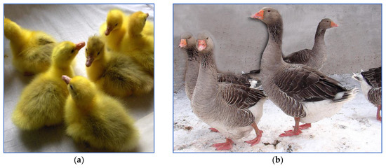 Vitamin E and A Availability in Goose Embryos and Goslings and ...