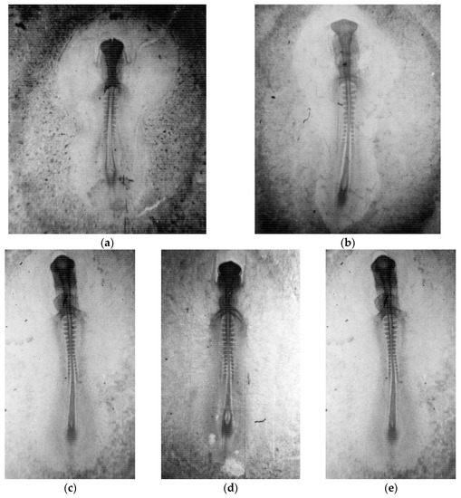 Vitamin E and A Availability in Goose Embryos and Goslings and ...