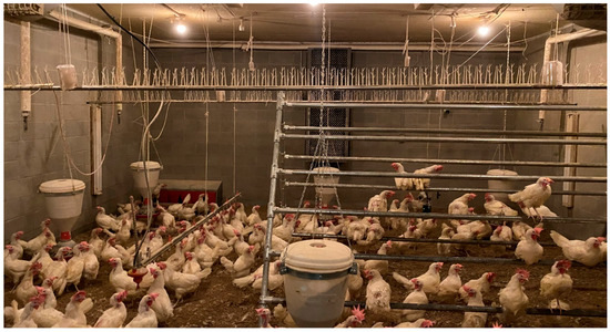 Temporal Variations of Air Quality in Cage-Free Experimental Pullet Houses