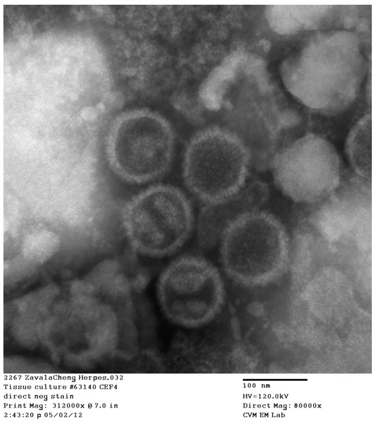 Poultry | Free Full-Text | Attenuation of a Field Strain of Infectious ...
