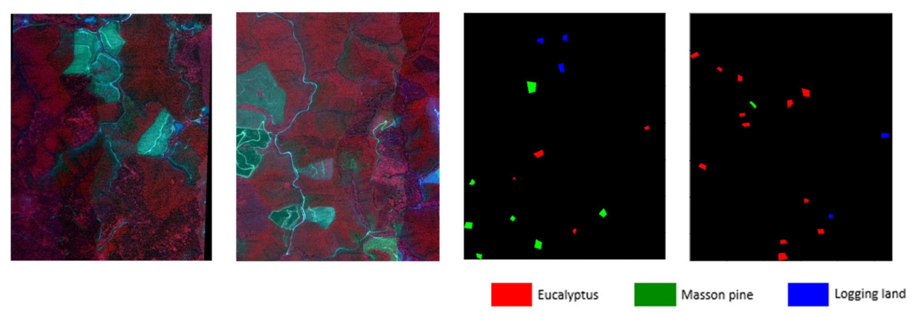 Subtropical Tree Species Identification Based on Domain Generalization ...