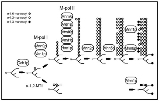 Genetic Analysis of Mutant Strains of Saccharomyces cerevisiae with ...