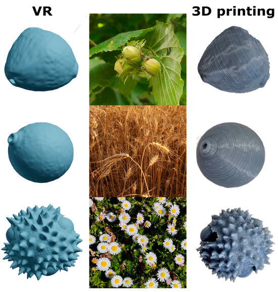 Archaeobotany and Bioanthropology: The Potential of VR and 3D Printing ...
