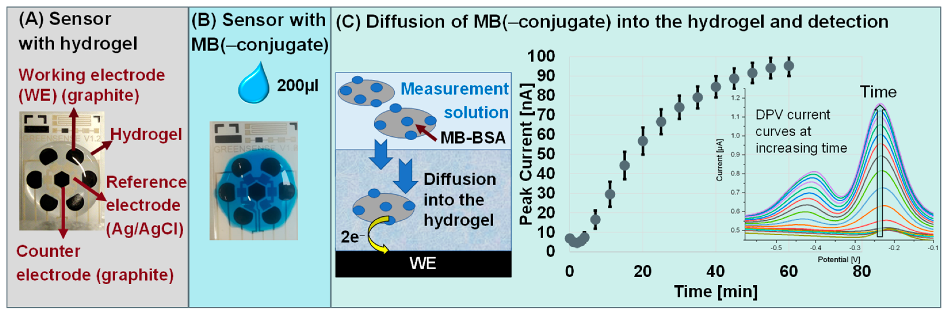 Electrochemical Diffusion Study in Hydrogels