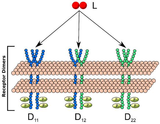 Mapping Tyrosine Kinase Receptor Dimerization to Receptor Expression and Ligand Affinities