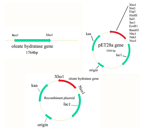 Sustainable Biotransformation of Oleic Acid to 10-Hydroxystearic Acid ...