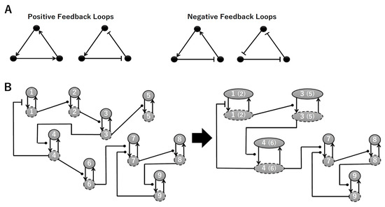 Neural Differentiation Dynamics Controlled by Multiple Feedback Loops ...