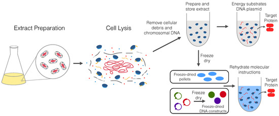 The Evolution of Cell Free Biomanufacturing