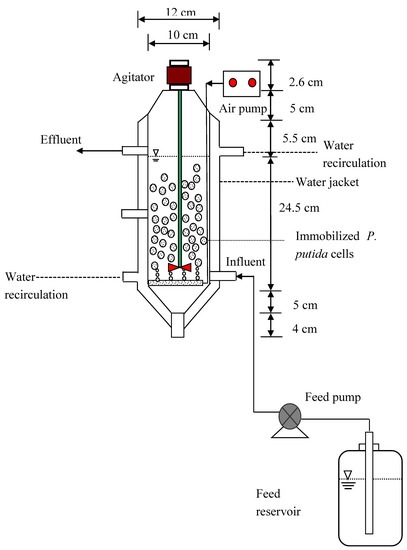 Phenol Degradation Kinetics by Free and Immobilized Pseudomonas putida ...