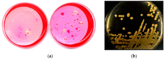 Heterotrophic Plate Count for Bottled Water Safety Management