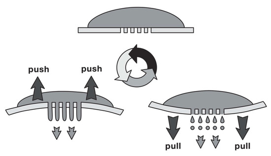 Processes | Free Full-Text | Encapsulation of Active Ingredients in ...
