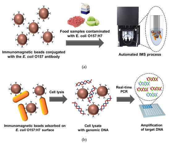 Detection of E. coli O157:H7 in Food Using Automated Immunomagnetic ...