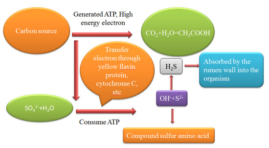 Production of Hydrogen Sulfide by Fermentation in Rumen and Its Impact ...