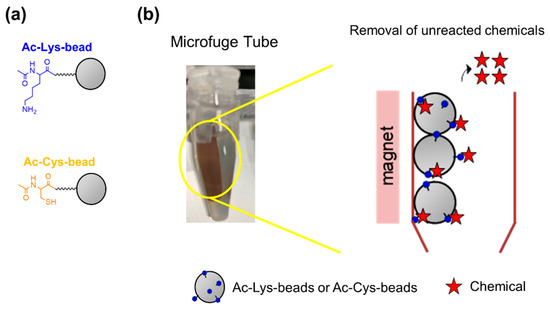 Synthesis of Peptide-Immobilized Magnetic Beads, and Peptide Reactivity ...