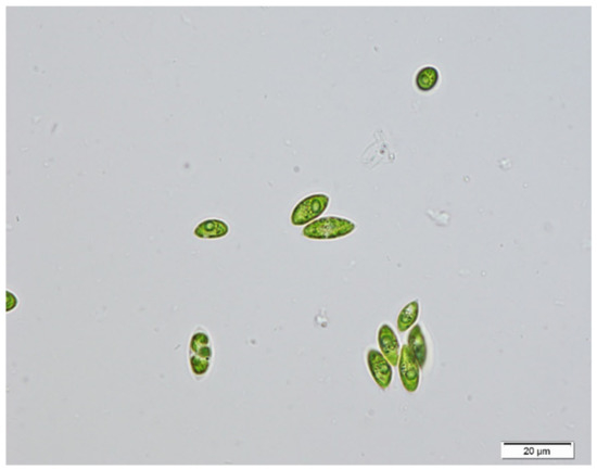Protococcus Under Microscope