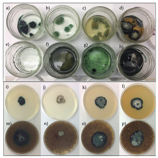 Optimizing Xylindein from Chlorociboria spp. for (Opto)electronic ...