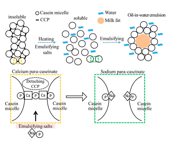 Development of “New” Bread and Cheese