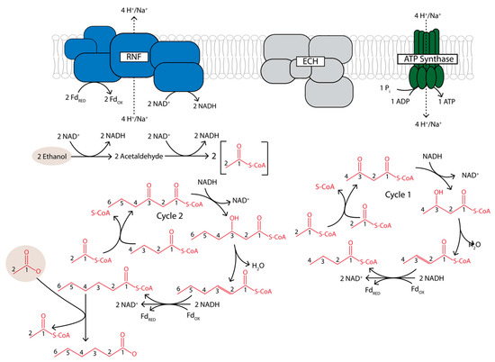 Fermentation of Organic Residues to Beneficial Chemicals: A Review of ...
