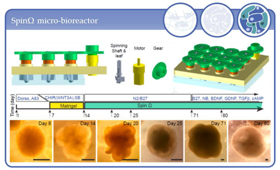 Advanced 3D Cell Culture Techniques in Micro-Bioreactors, Part II ...