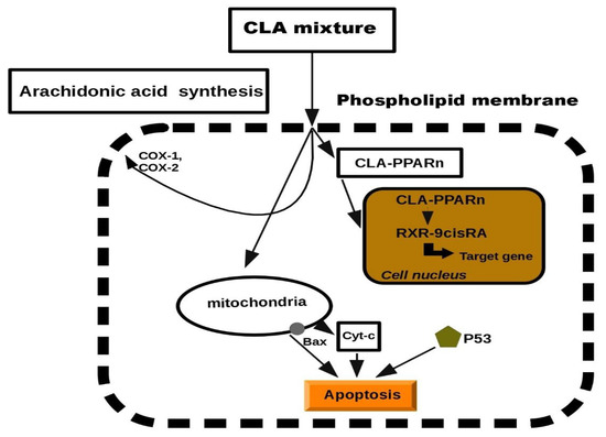 Conjugated Linoleic Acids | Encyclopedia MDPI