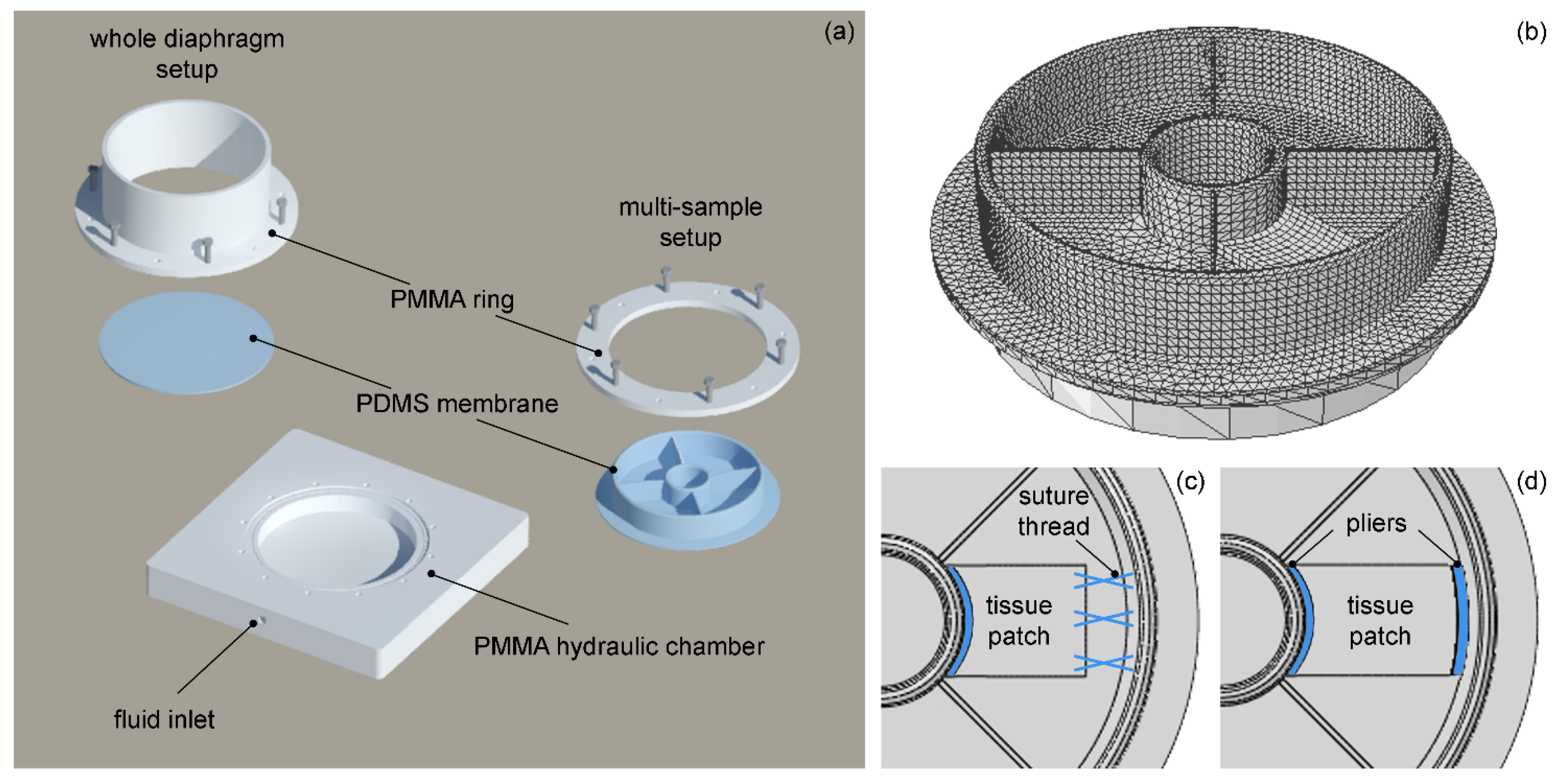 A Novel Bioreactor for the Mechanical Stimulation of Clinically ...