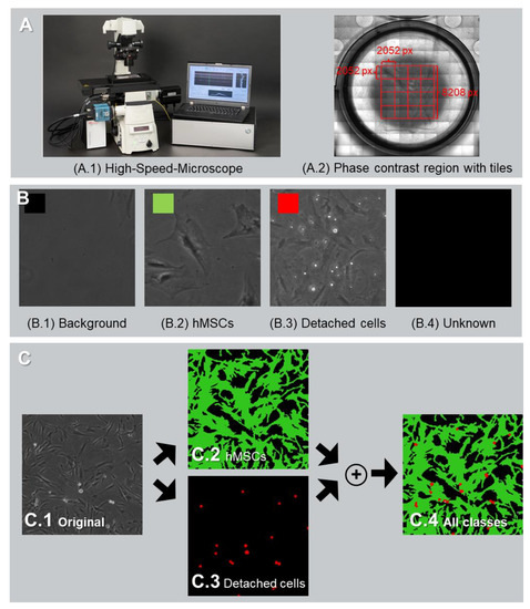 Processes | Free Full-Text | Fully Automated Cultivation of Adipose ...
