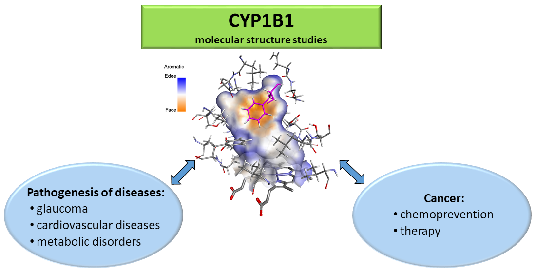 Processes | Free Full-Text | New Perspectives of CYP1B1 Inhibitors in ...