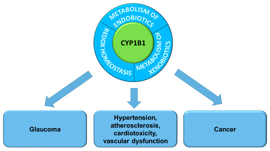 New Perspectives of CYP1B1 Inhibitors in the Light of Molecular Studies