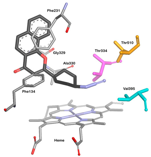 New Perspectives of CYP1B1 Inhibitors in the Light of Molecular Studies