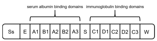Protein L—More Than Just an Affinity Ligand