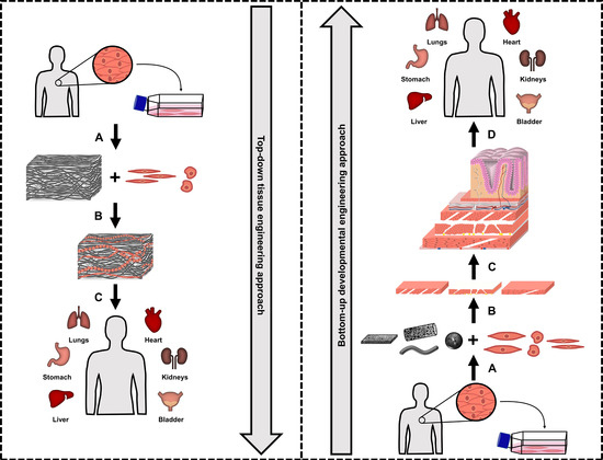 A Paradigm Shift in Tissue Engineering: From a Top–Down to a Bottom–Up ...