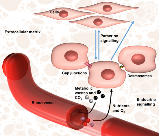 A Paradigm Shift in Tissue Engineering: From a Top–Down to a Bottom–Up ...