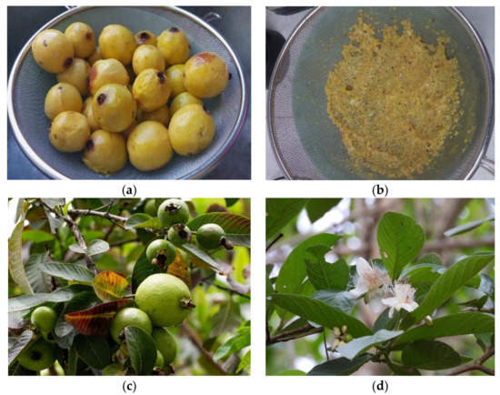 Psidium Guajava Fruit