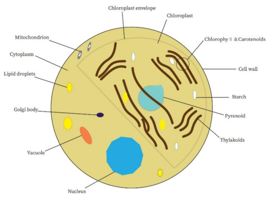 A Review of the Extraction and Closed-Loop Spray Drying-Assisted Micro ...