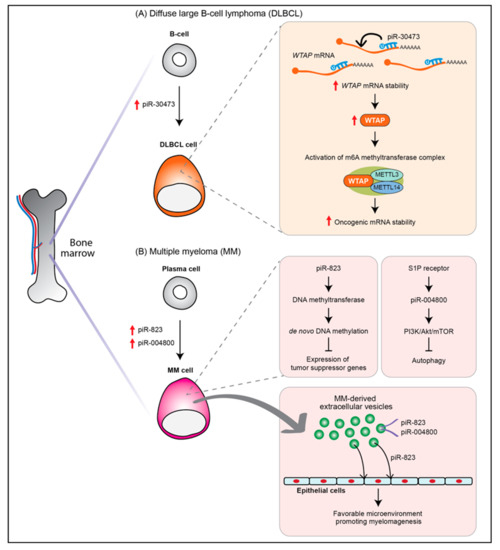 The Regulation and Role of piRNAs and PIWI Proteins in Cancer