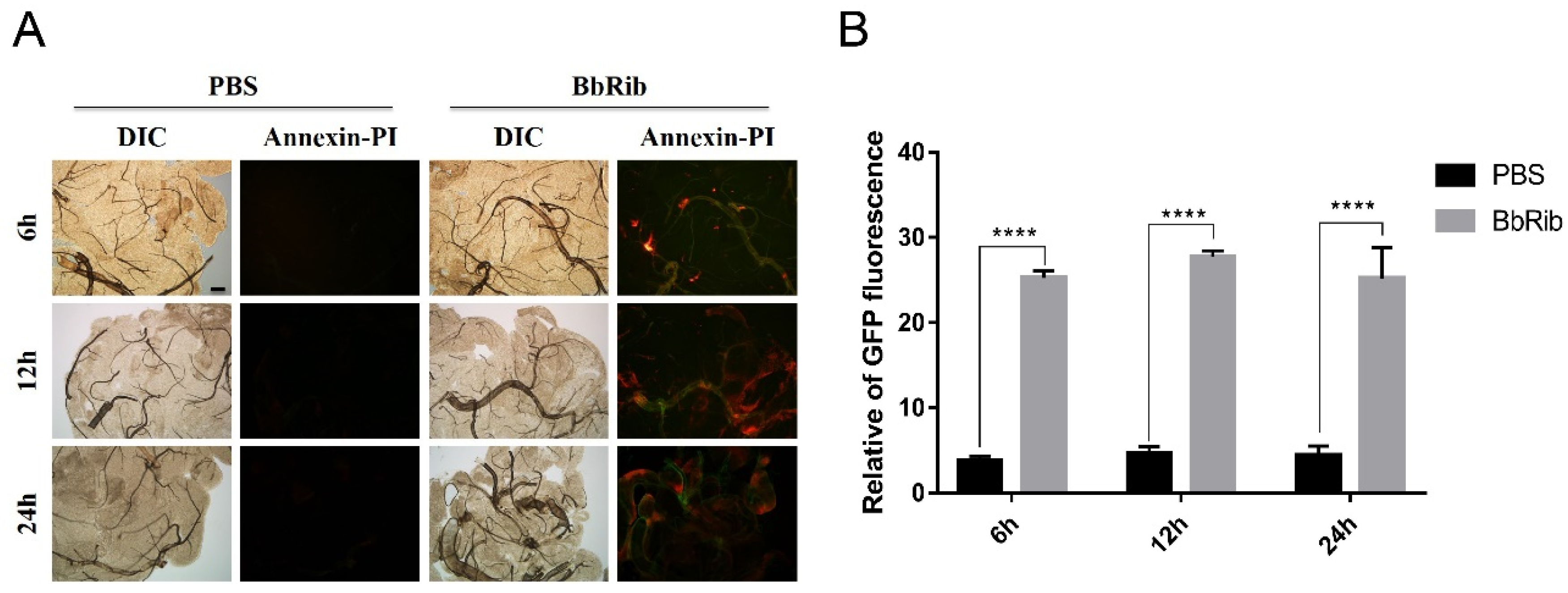 Beauveria bassiana Ribotoxin (BbRib) Induces Silkworm Cell Apoptosis ...